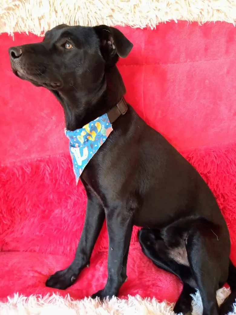 Pele — Welcome to Homeless Pets Canada