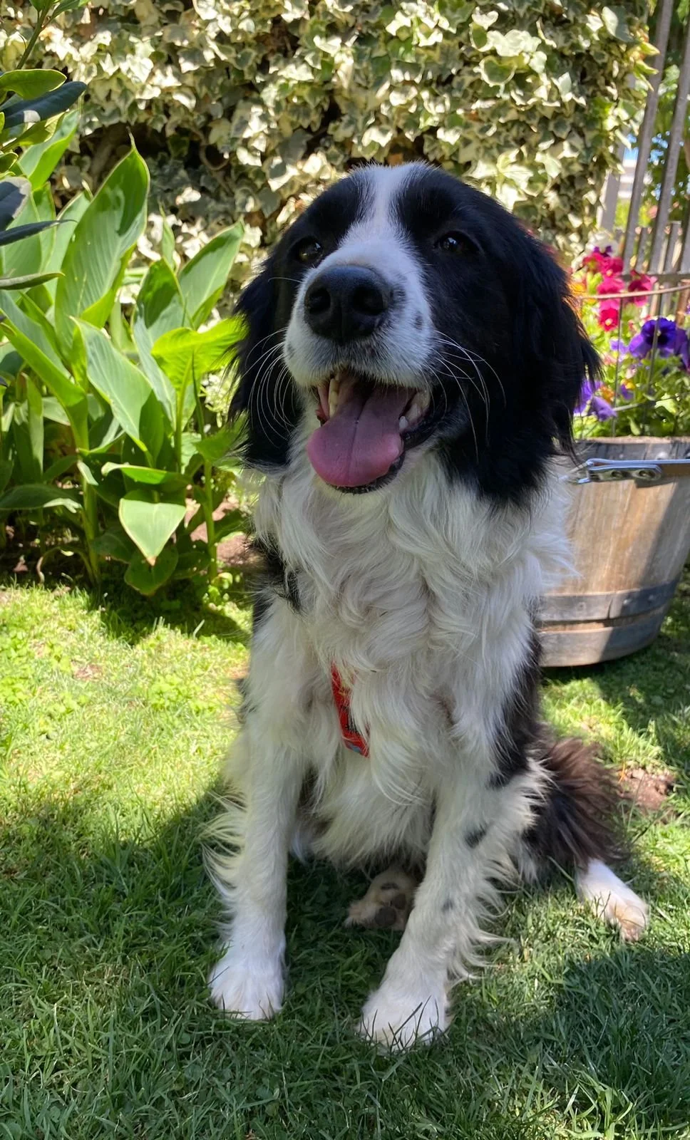 Tessa — Welcome to Homeless Pets Canada