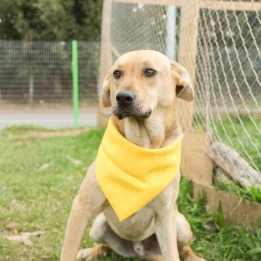 Adoptable Dogs — Welcome to Homeless Pets Canada