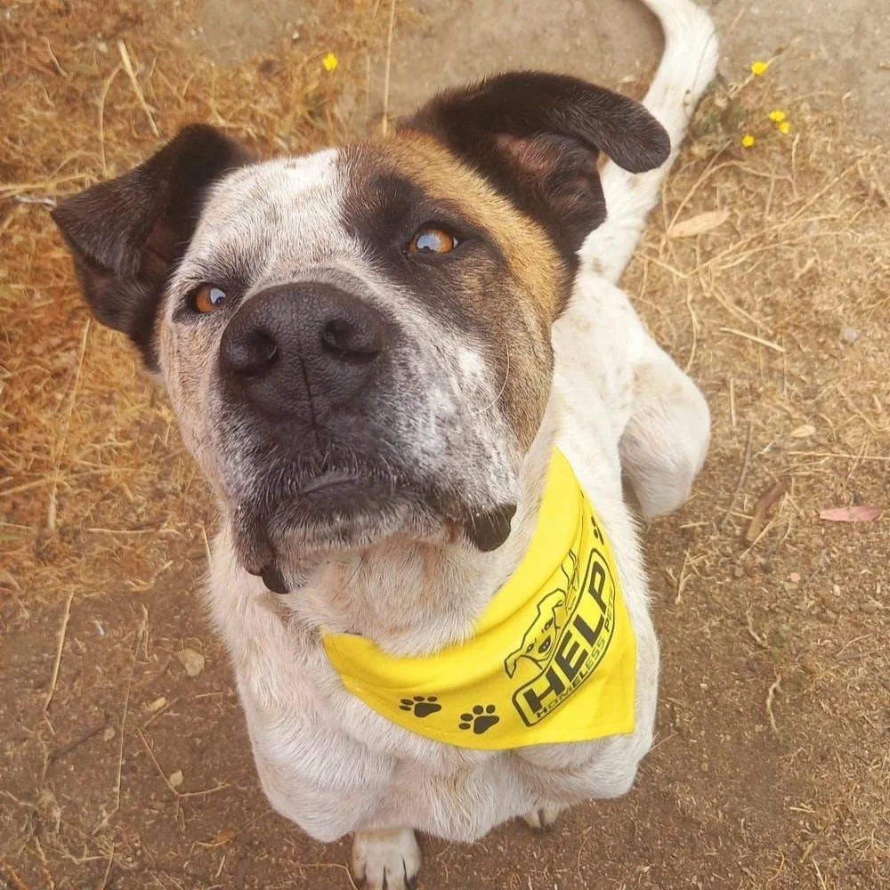 How Many Dogs Are Homeless In Canada