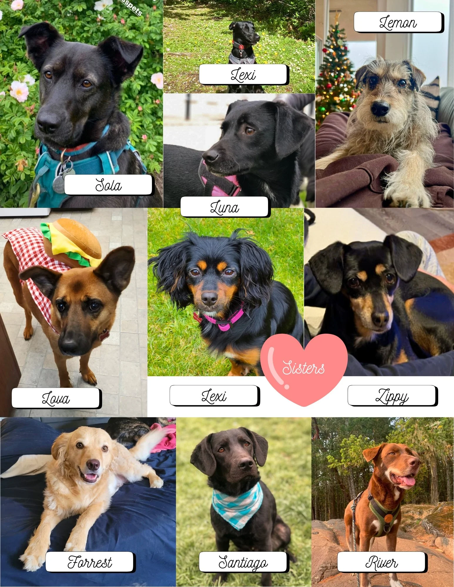 Adopted Dogs — Welcome to Homeless Pets Canada