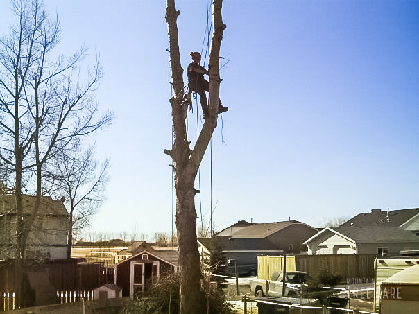 Gallery — Mountain Country Tree Care