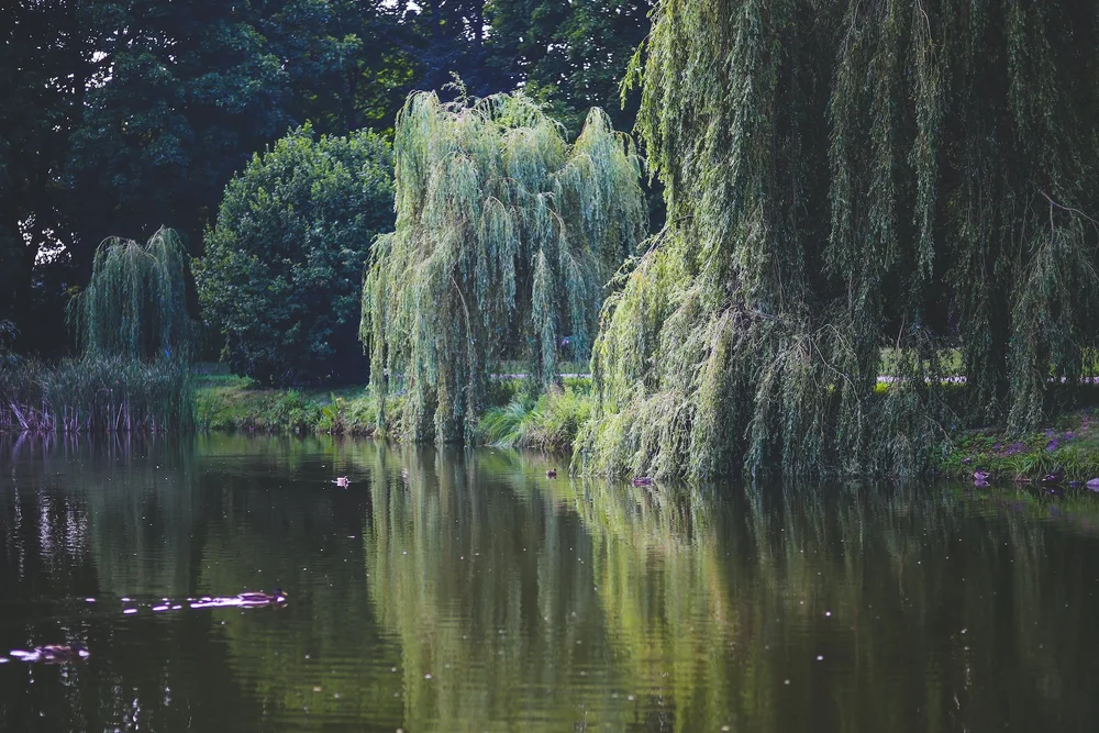 Willow Tree Therapy Services Llc