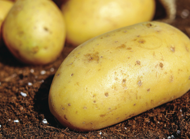 Bruise news - potatoes — Downsview Advocate