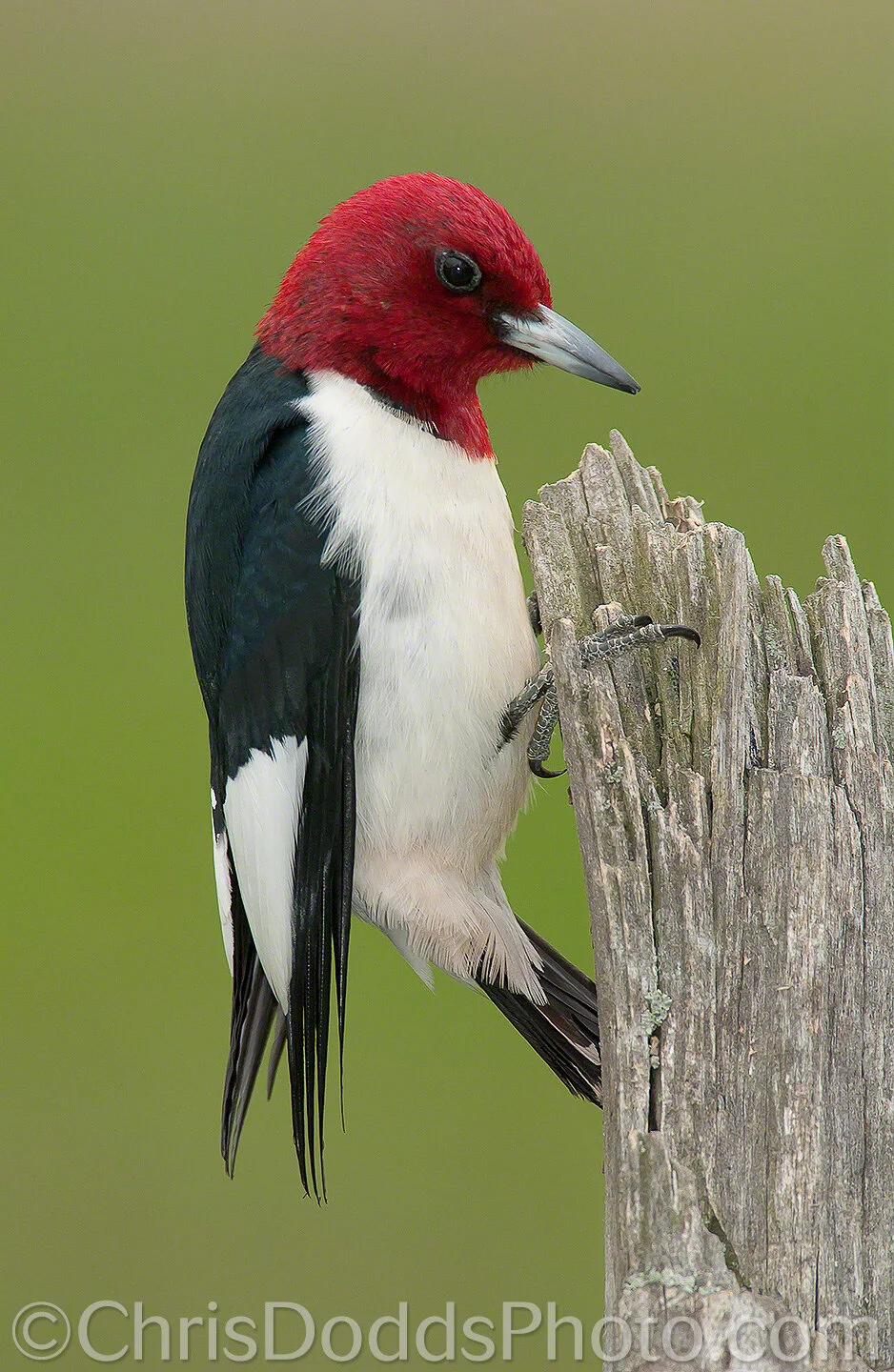 Songbirds of Pelee Photo Tour with Christopher Dodds — Christopher ...
