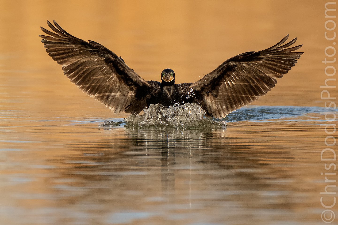 Better than Bosque del Apache Workshop Photo Tour with Christopher ...
