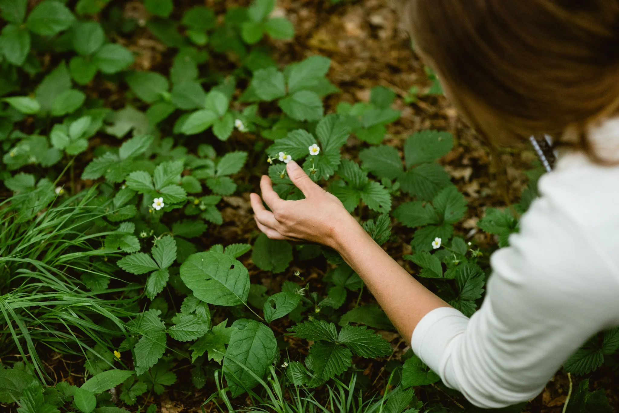 Boheme Botanika-Herbal Apothecary, Classes and Botanical Wisdom