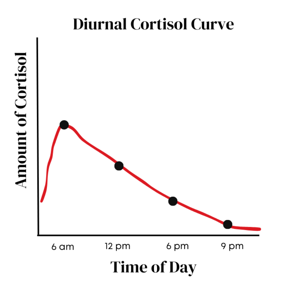 Feeling Exhausted? Learn the Signs of Low Cortisol and What You Can Do ...