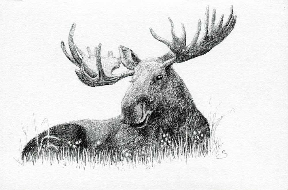 Moose Face Drawing