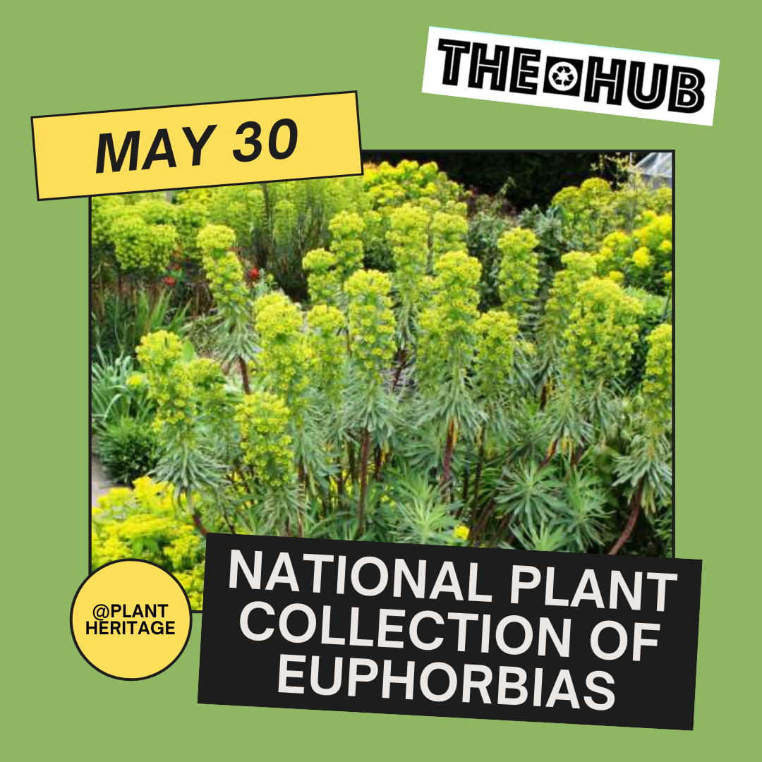 National Plant Collection of Euphorbias — THE HUB