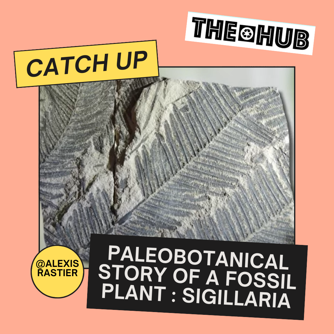 Paleobotanical story of a fossil plant : Sigillaria — THE HUB