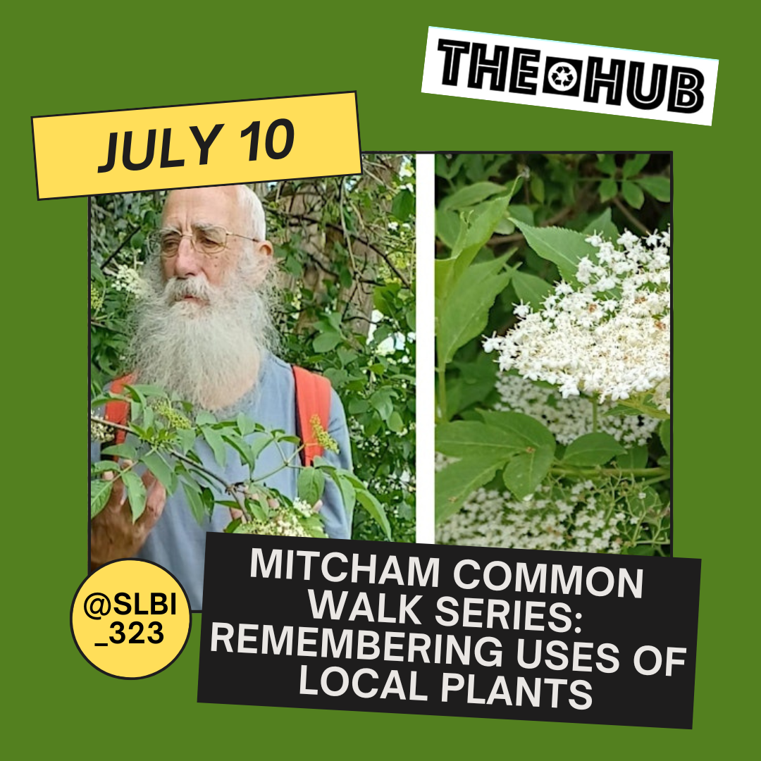 Mitcham Common Walk Series: Remembering Uses of Local Plants — THE HUB