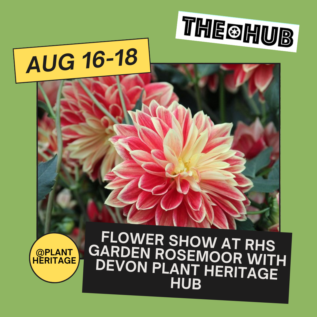 Flower Show at RHS Garden Rosemoor with Devon Plant Heritage hub — THE HUB