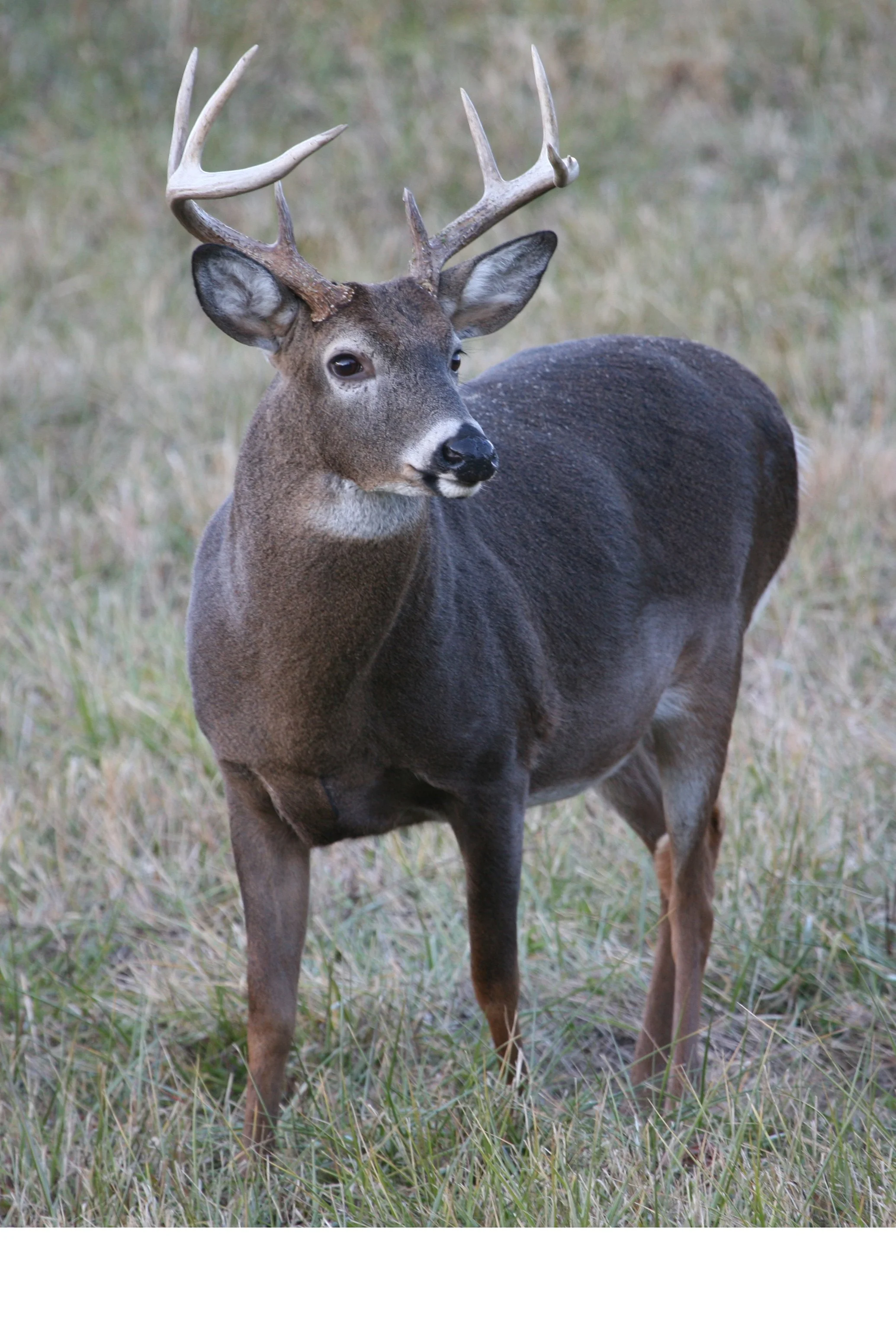 Black Mountain's Past — The Valley Echo