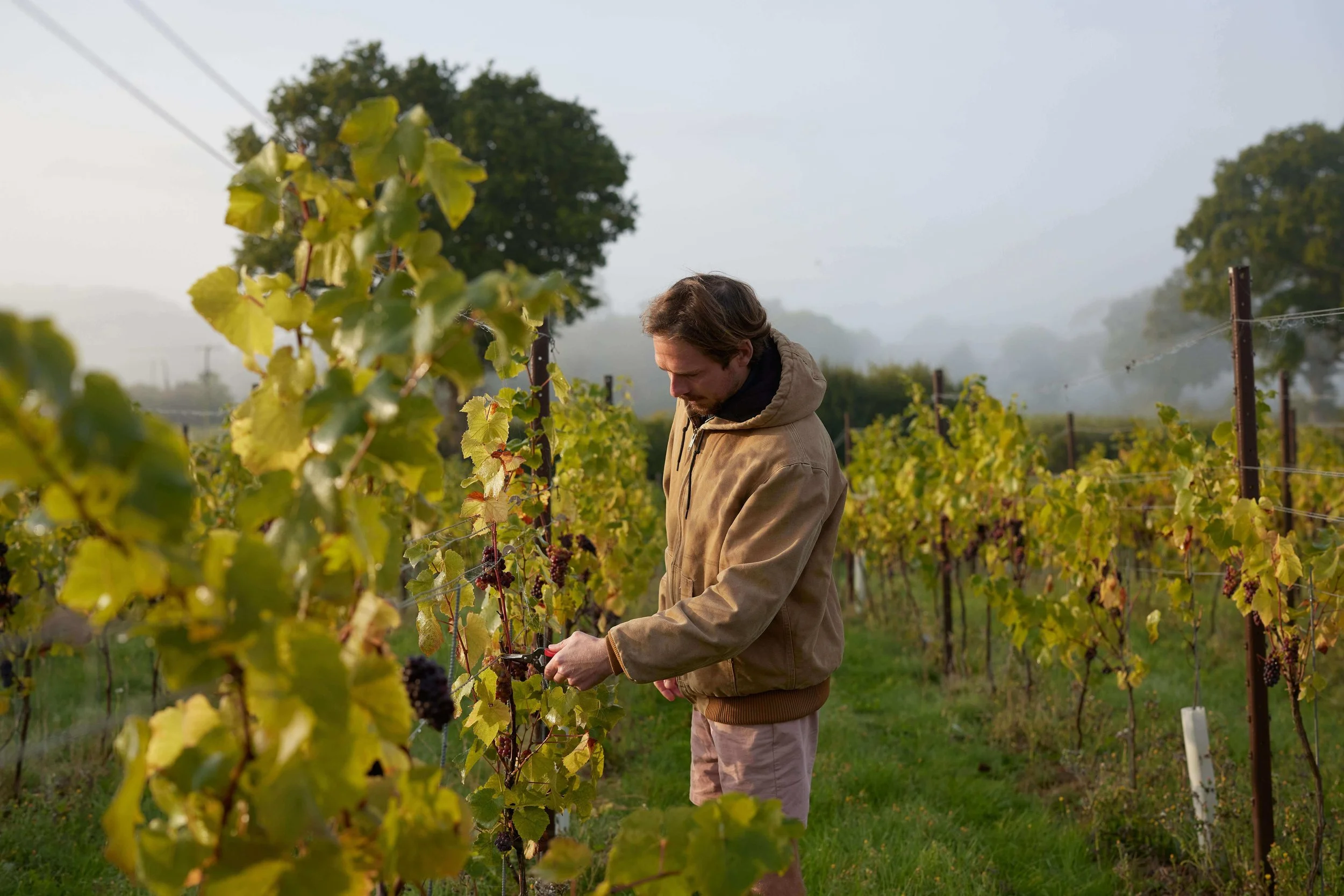 Winery Tours — Kinsbrook Vineyard - Best of West Sussex Wine ...