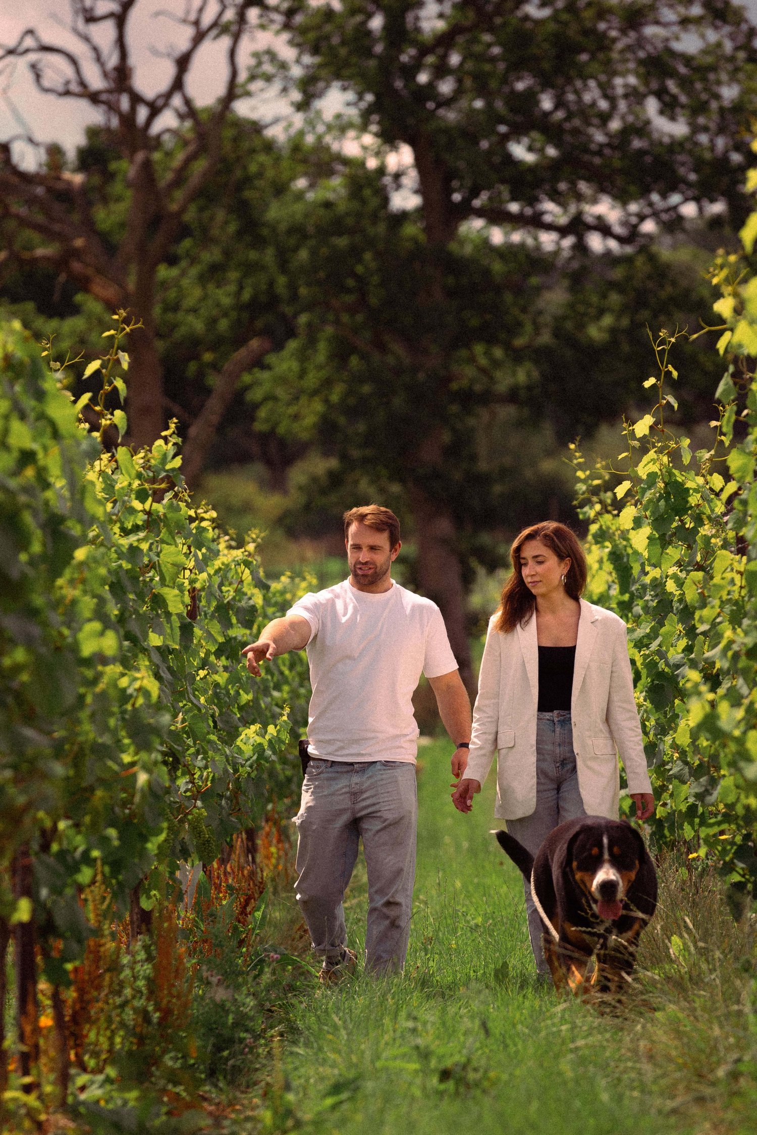 Kinsbrook Vineyard