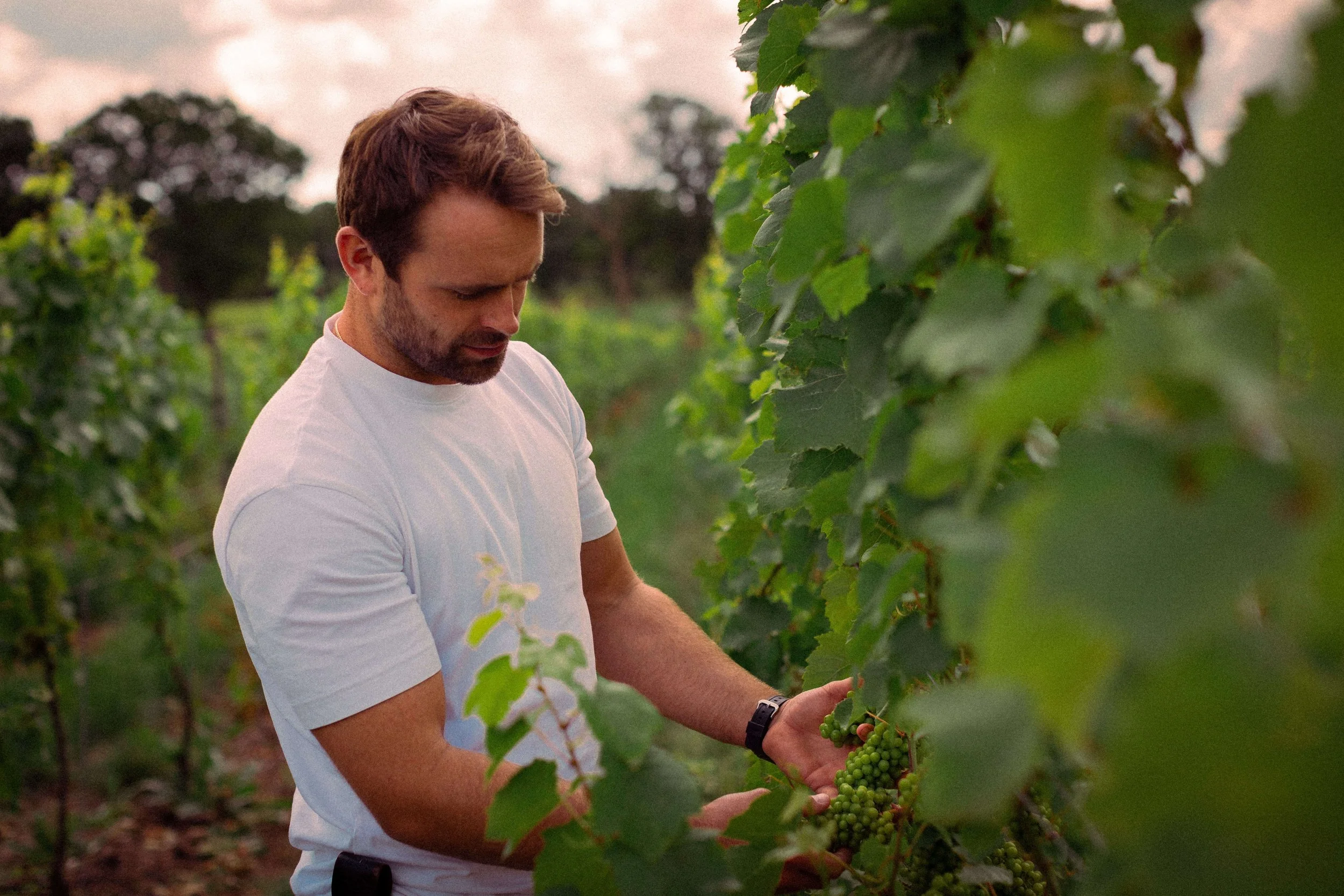 Newsletter Sign Up — Kinsbrook Vineyard