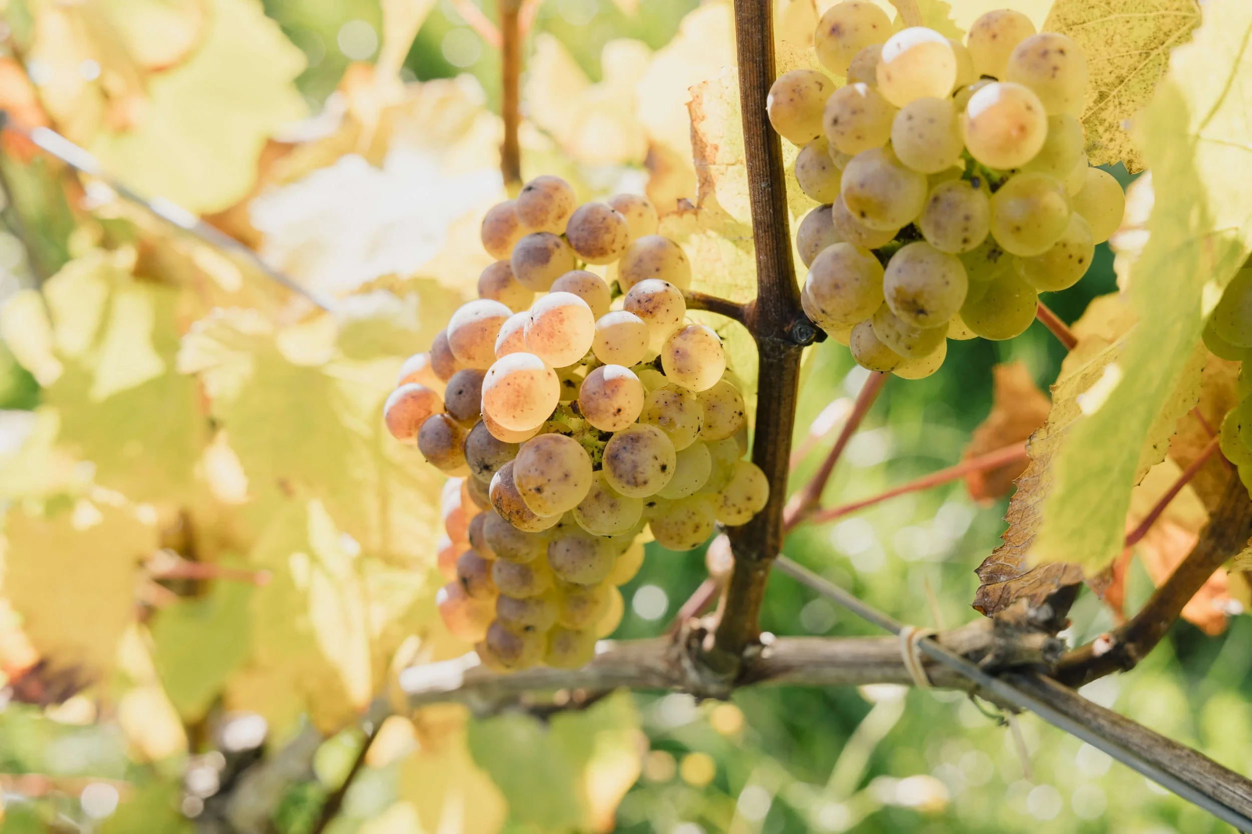 Winery Tours — Kinsbrook Vineyard - Best of West Sussex Wine ...