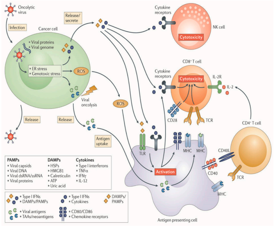 Challenges and Opportunities in Oncolytic Virus Development — Scendea