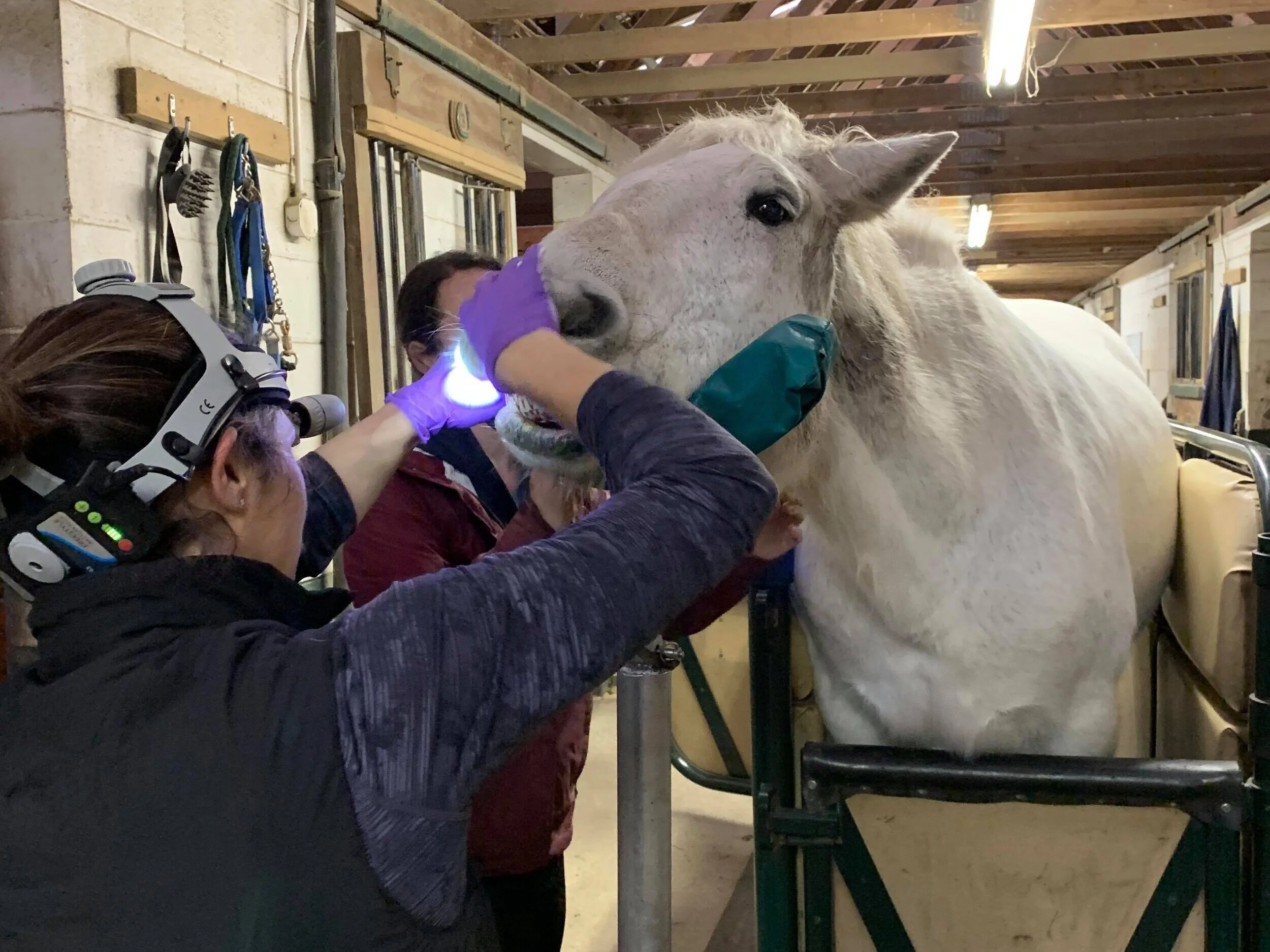 Routine Care — Northwest Equine Dentistry