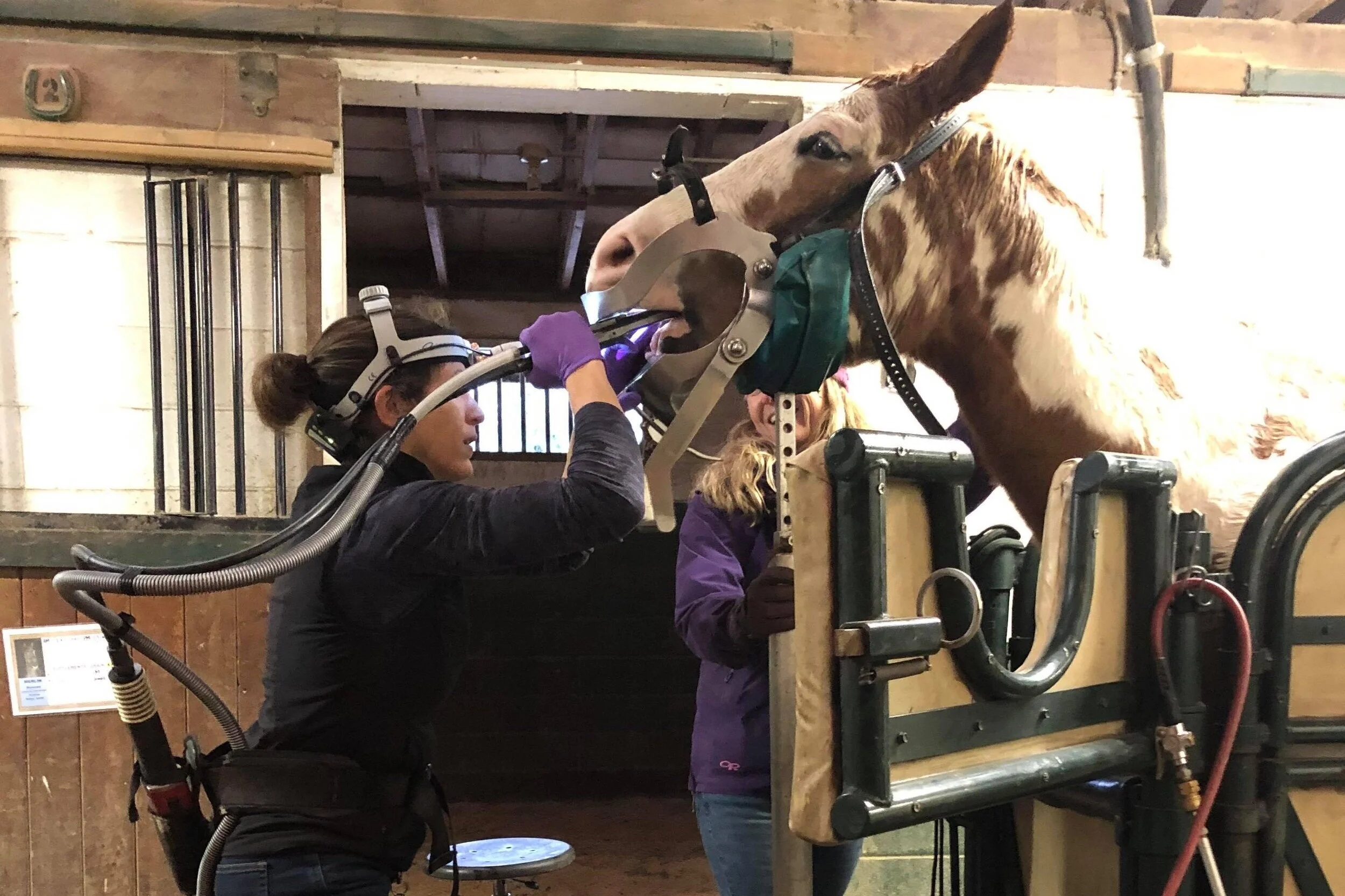 Routine Care — Northwest Equine Dentistry