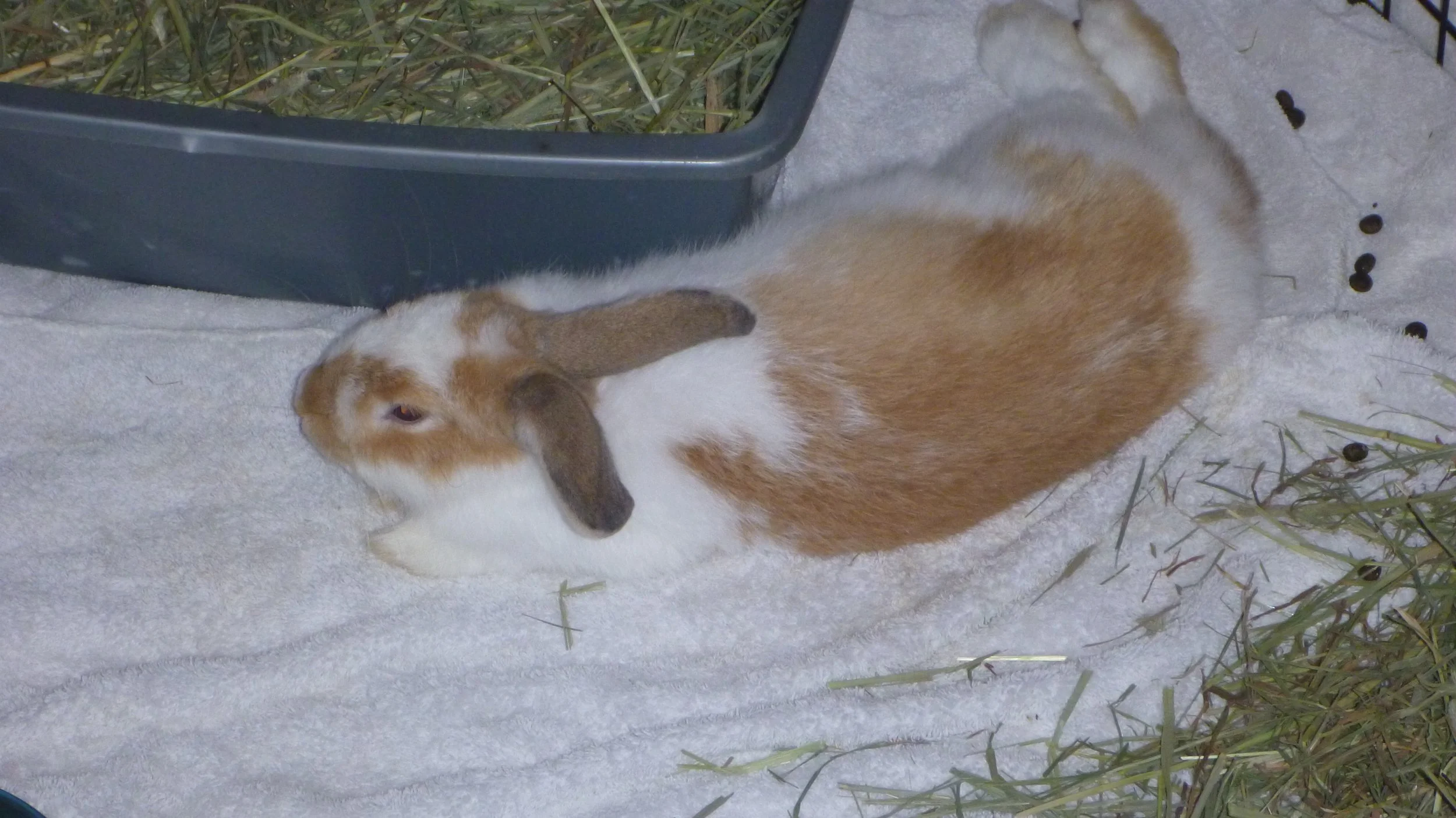 Adoptable Rabbits - Sprinkles — Pumpkin's Acres Rabbit Rescue Inc.