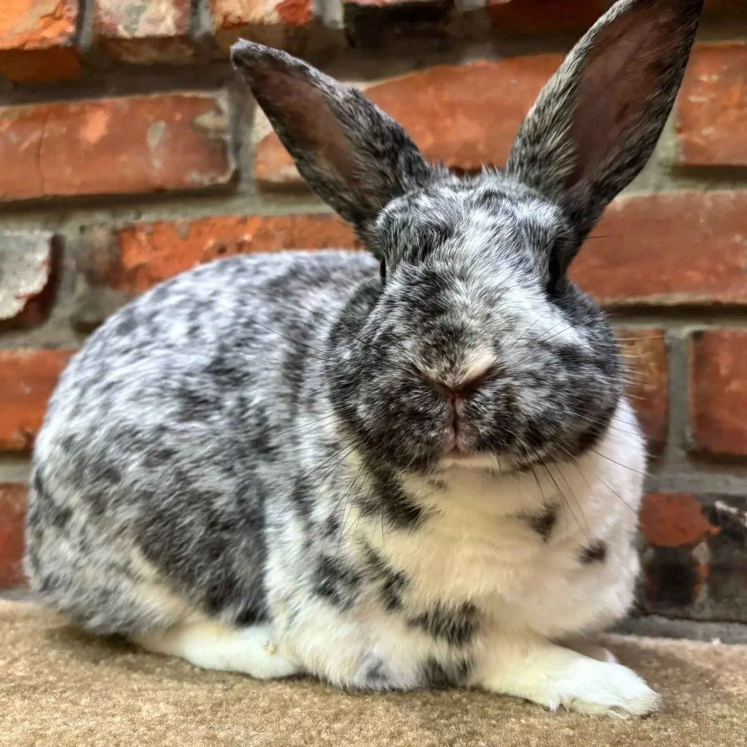Pumpkin's Acres Rabbit Rescue
