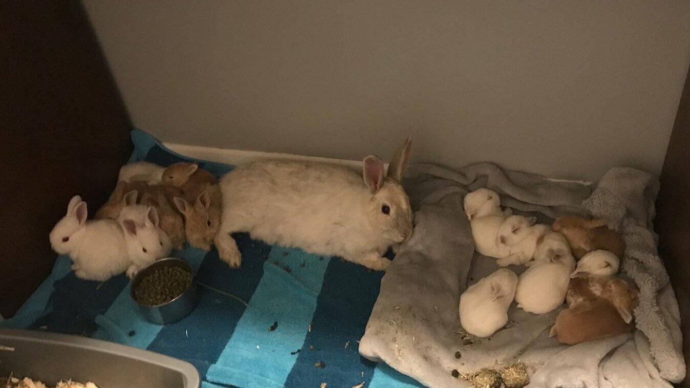 Pumpkin's Acres Rabbit Rescue