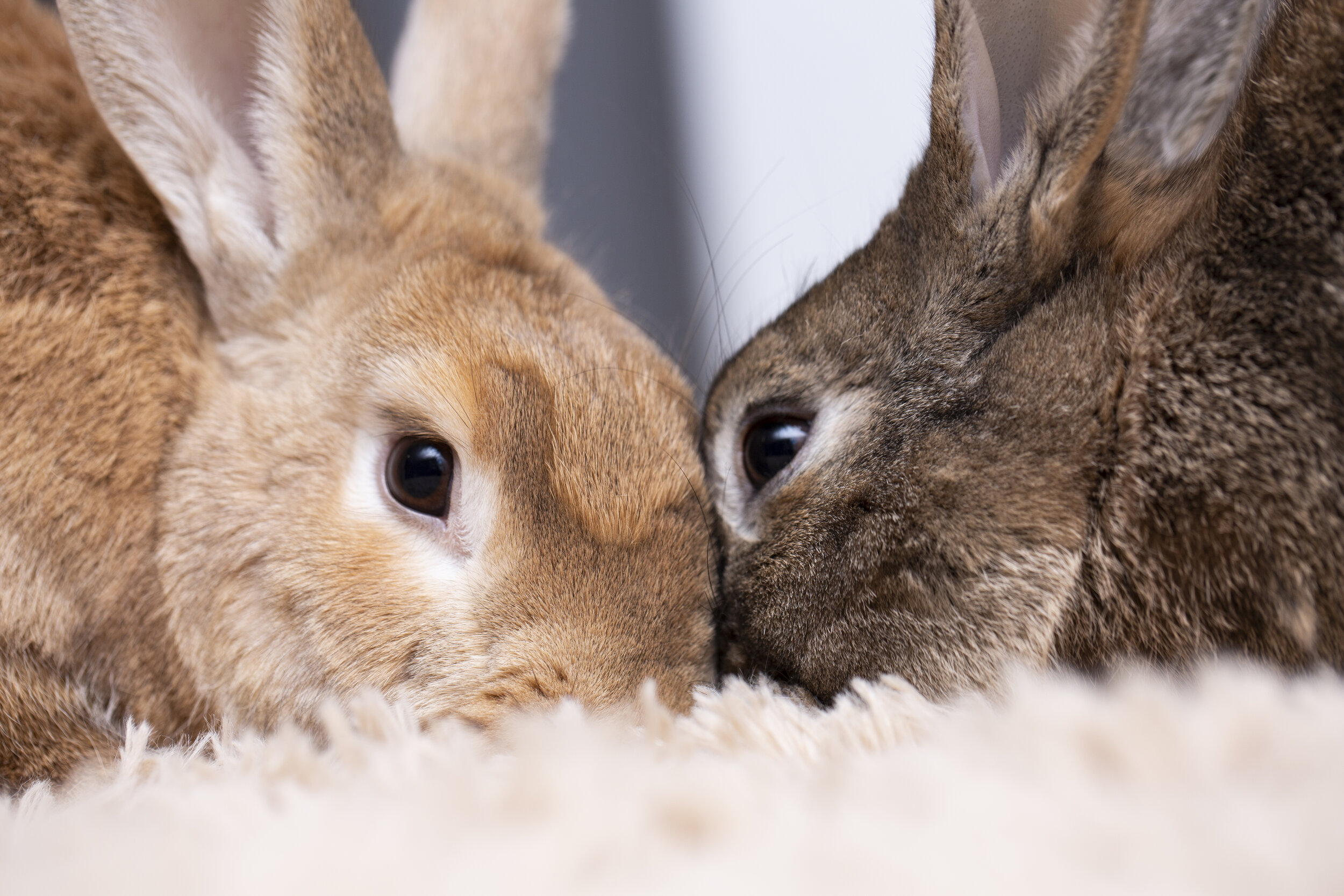 Pumpkin's Acres Rabbit Rescue