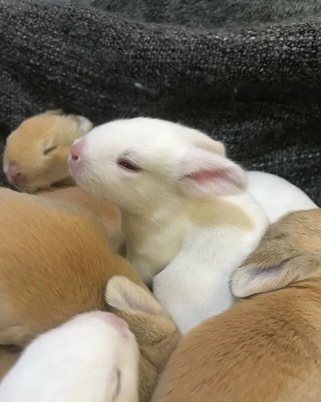 Pumpkin's Acres Rabbit Rescue