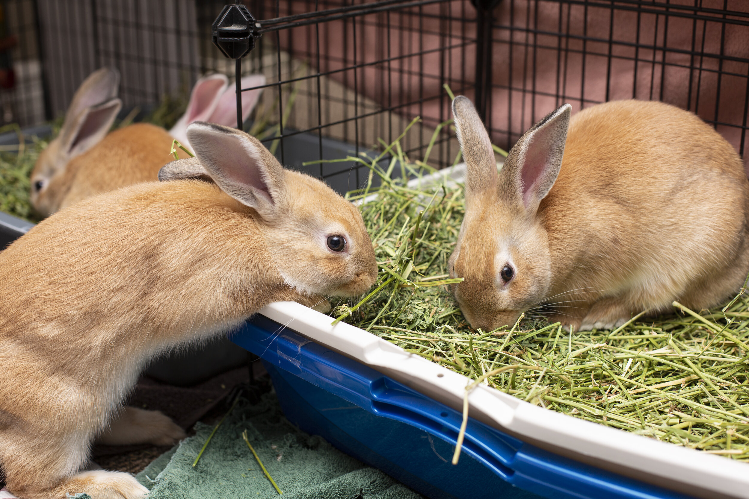 Diet — Pumpkin's Acres Rabbit Rescue Inc.