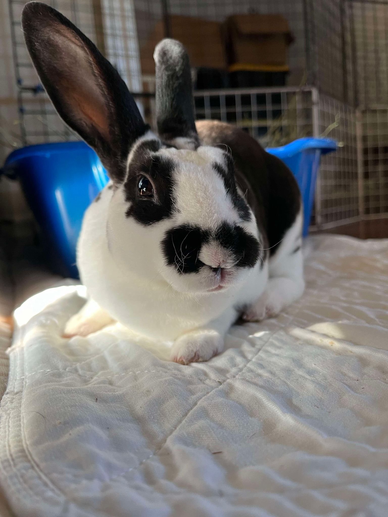 Adoptable Rabbits - Lil Moo — Pumpkin's Acres Rabbit Rescue Inc.