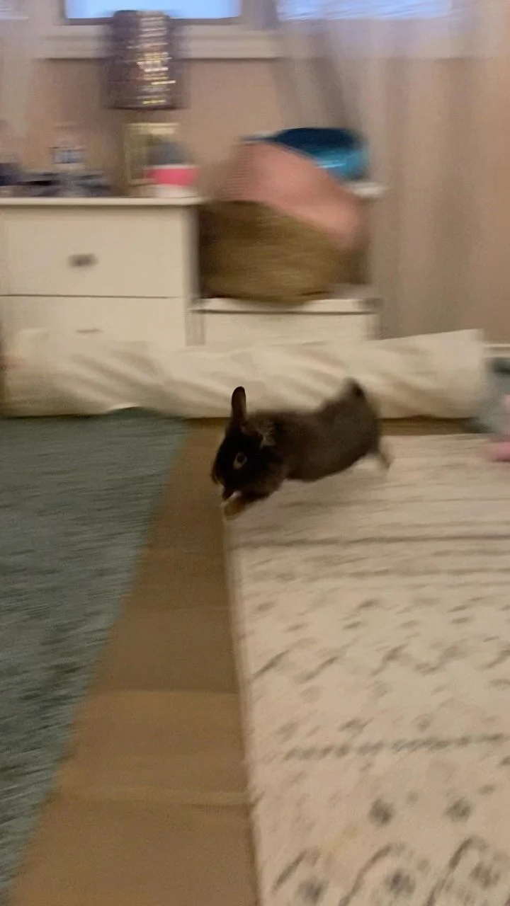 Pumpkin's Acres Rabbit Rescue