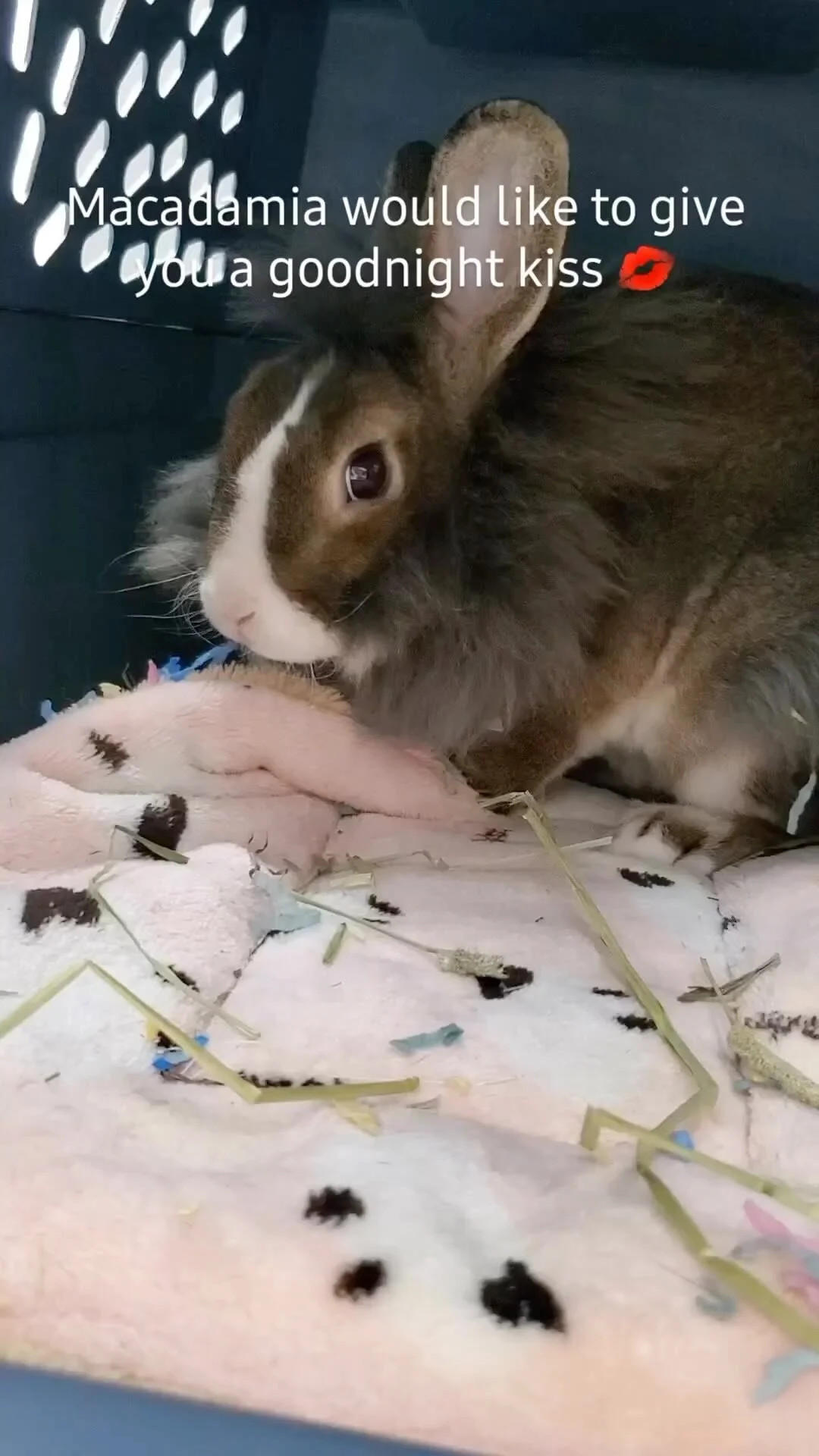Pumpkin's Acres Rabbit Rescue