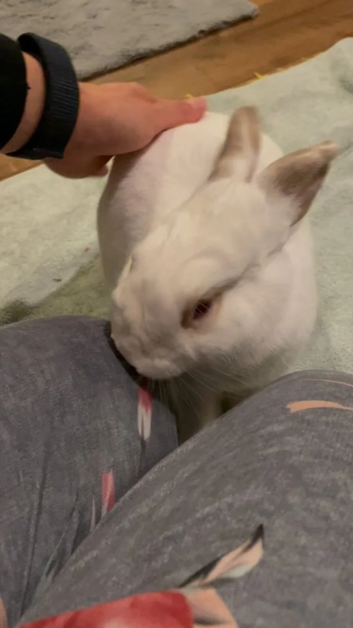 Pumpkin's Acres Rabbit Rescue