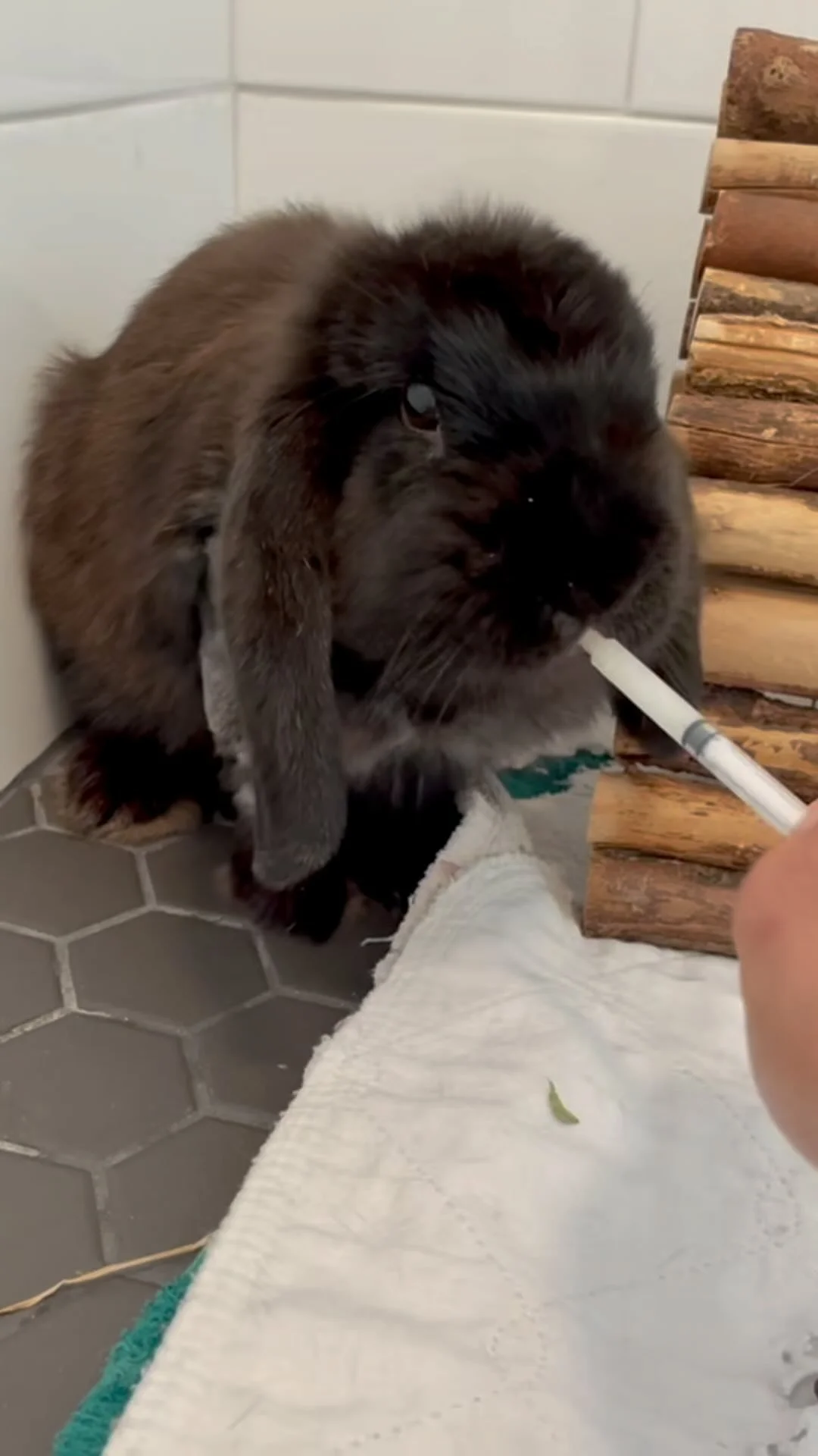 Pumpkin's Acres Rabbit Rescue