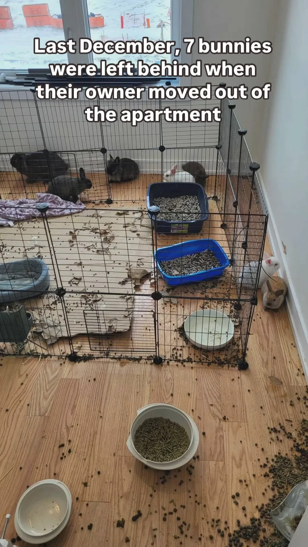 Pumpkin's Acres Rabbit Rescue