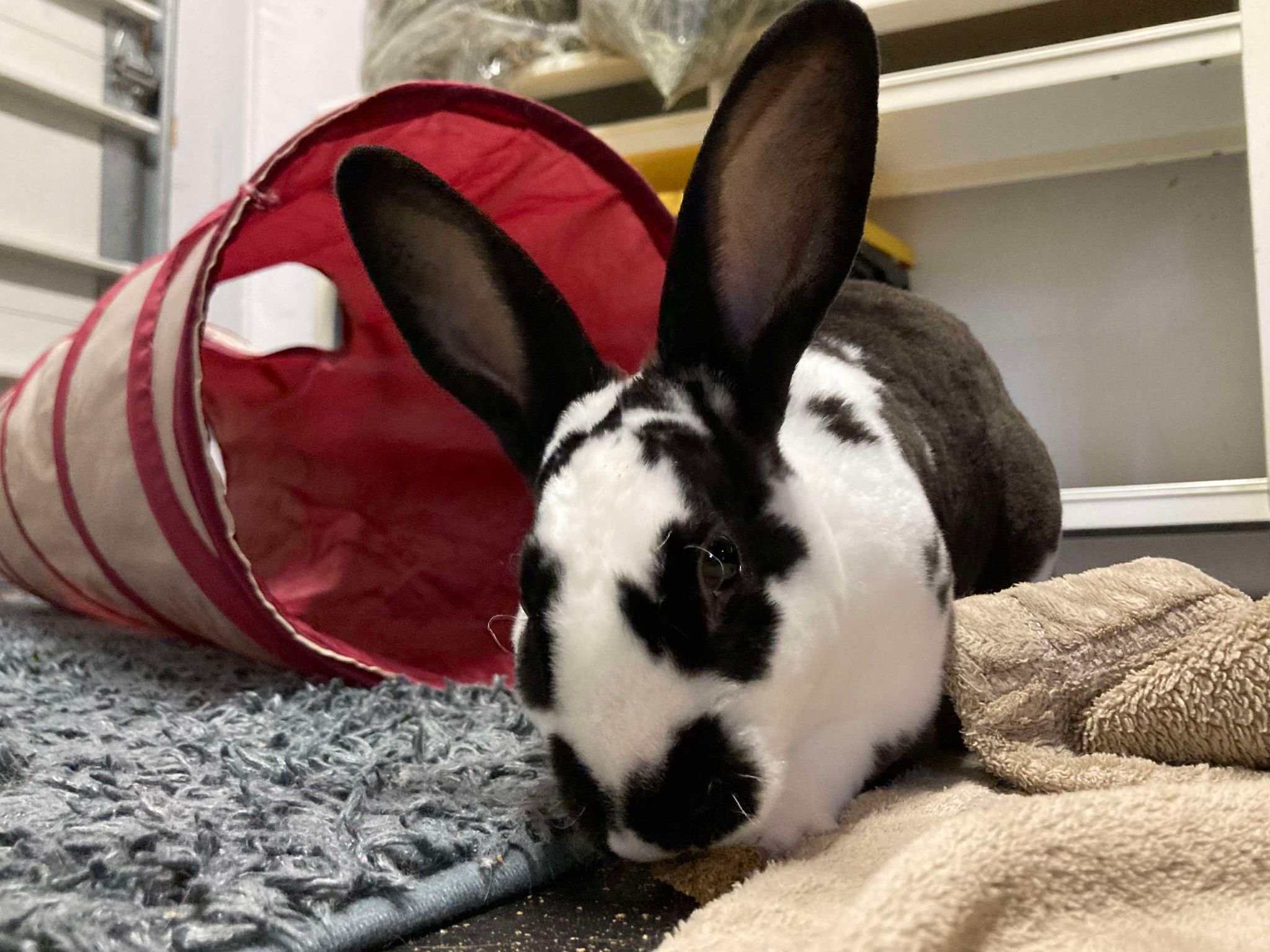 Adoptable Rabbits - Lil Moo — Pumpkin's Acres Rabbit Rescue Inc.