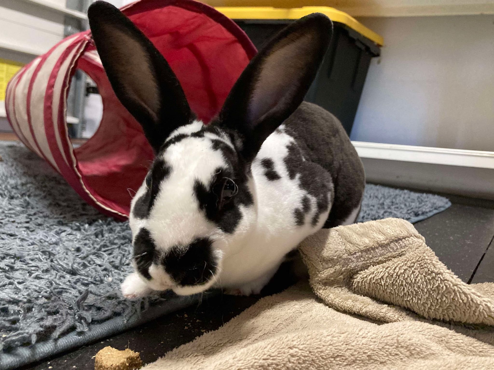Adoptable Rabbits - Lil Moo — Pumpkin's Acres Rabbit Rescue Inc.