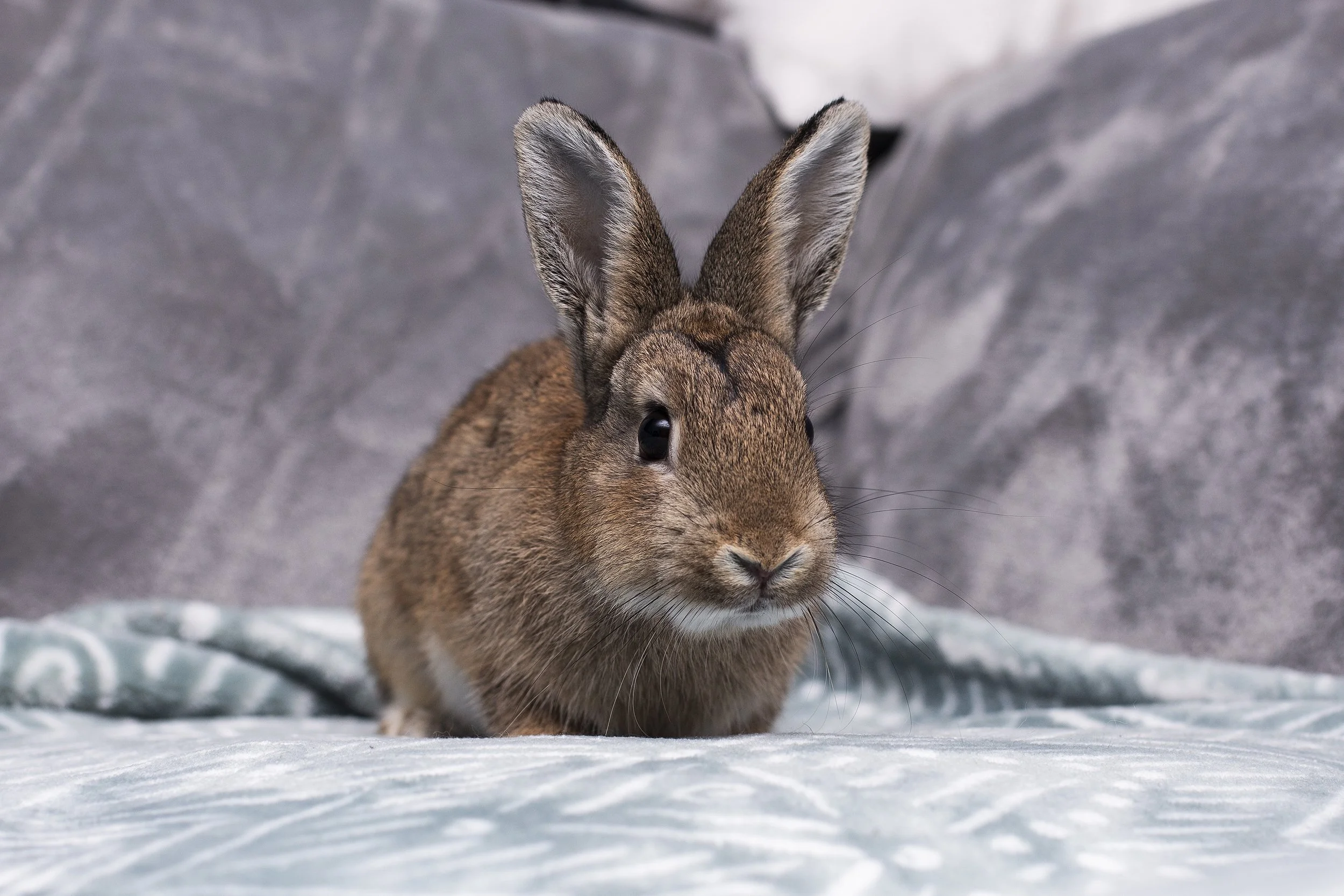 Adoptable Rabbits - Chipmunk — Pumpkin's Acres Rabbit Rescue Inc.