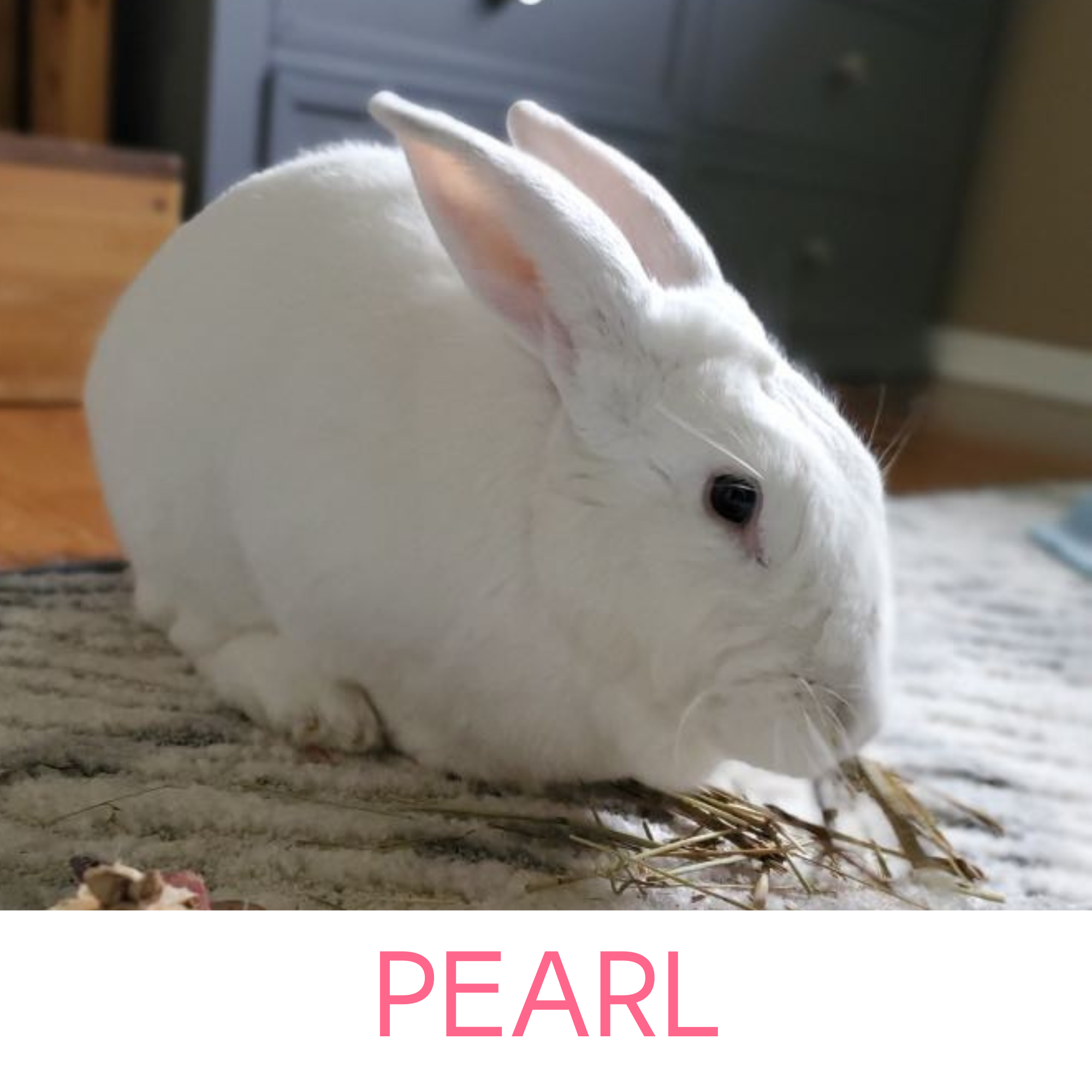 Adoptable Rabbits — Pumpkin's Acres Rabbit Rescue Inc.