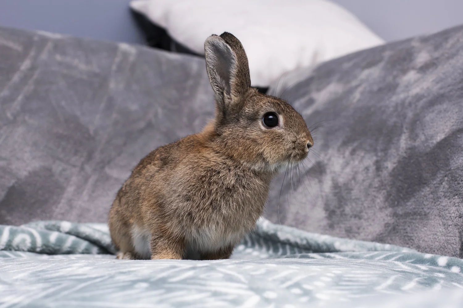 Adoptable Rabbits - Chipmunk — Pumpkin's Acres Rabbit Rescue Inc.