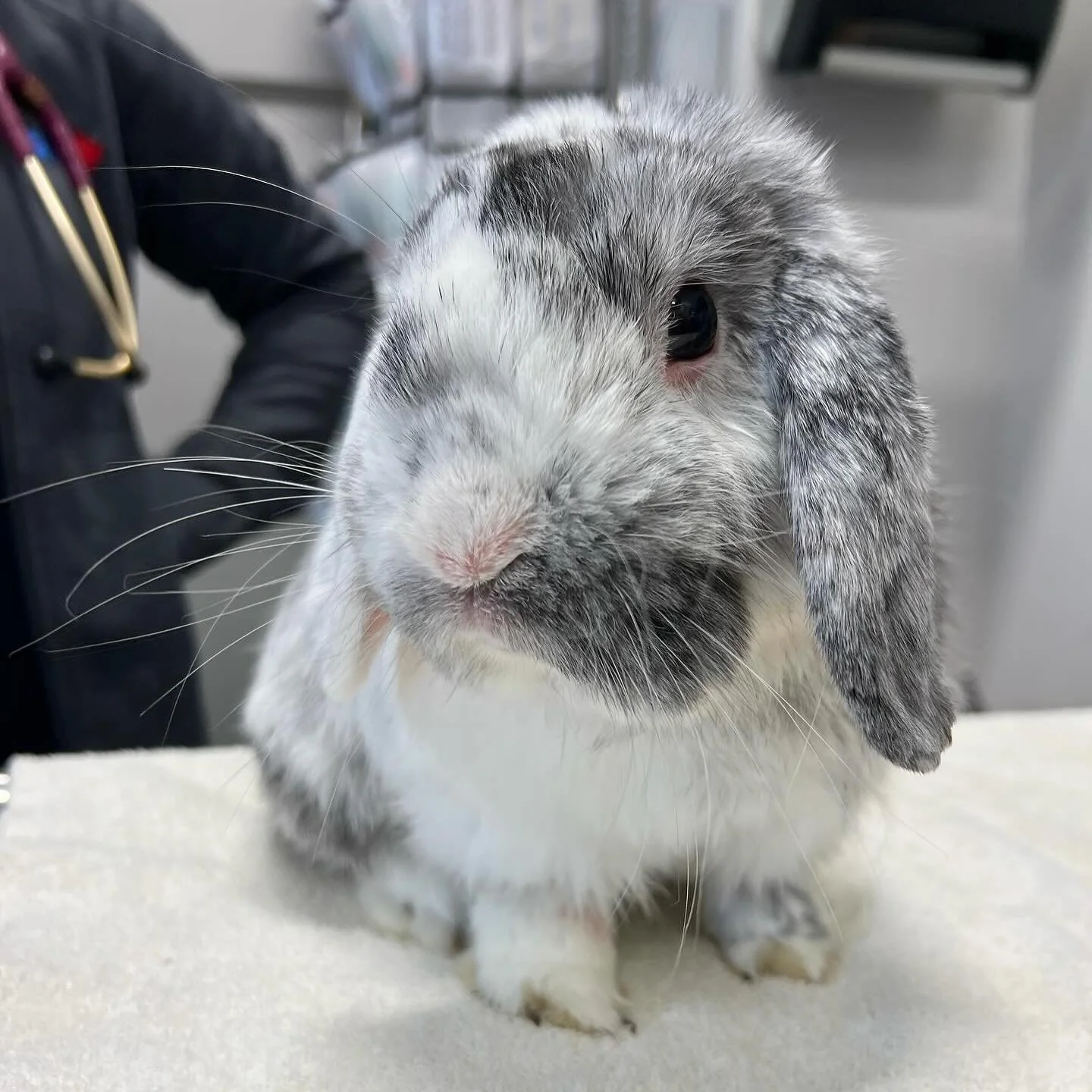 Pumpkin's Acres Rabbit Rescue