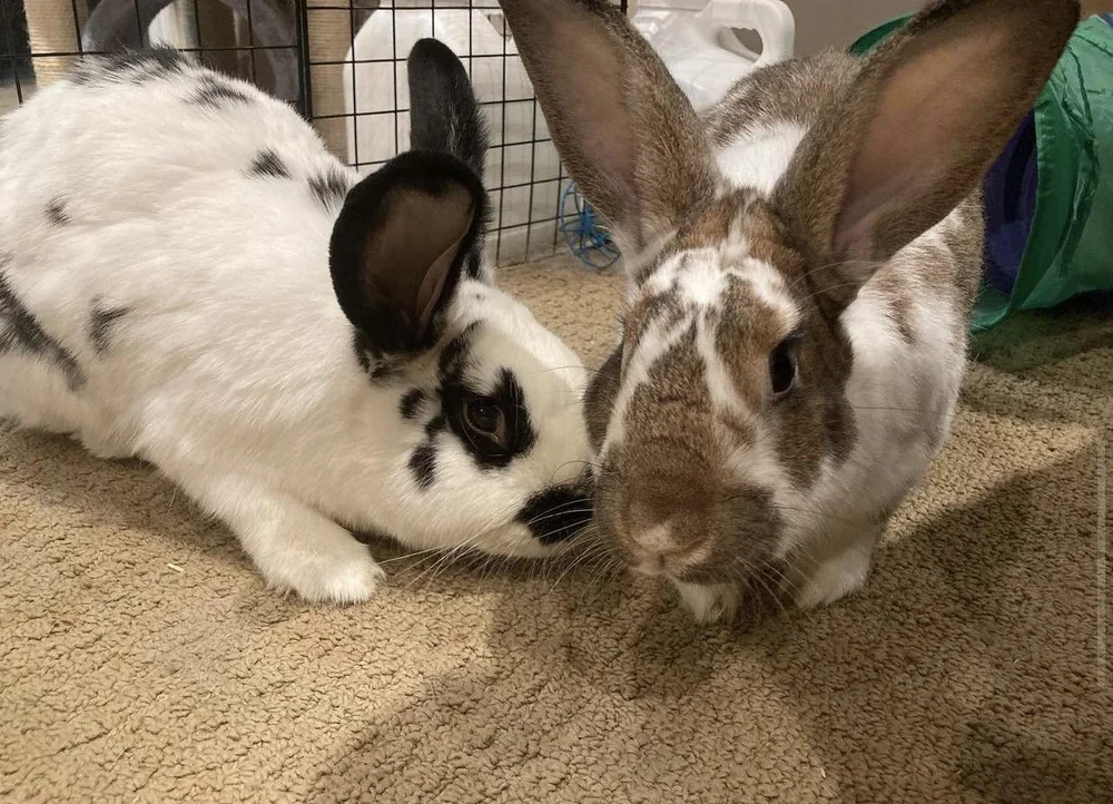 Adoptable Rabbits - Charlie & Millie — Pumpkin's Acres Rabbit Rescue Inc.