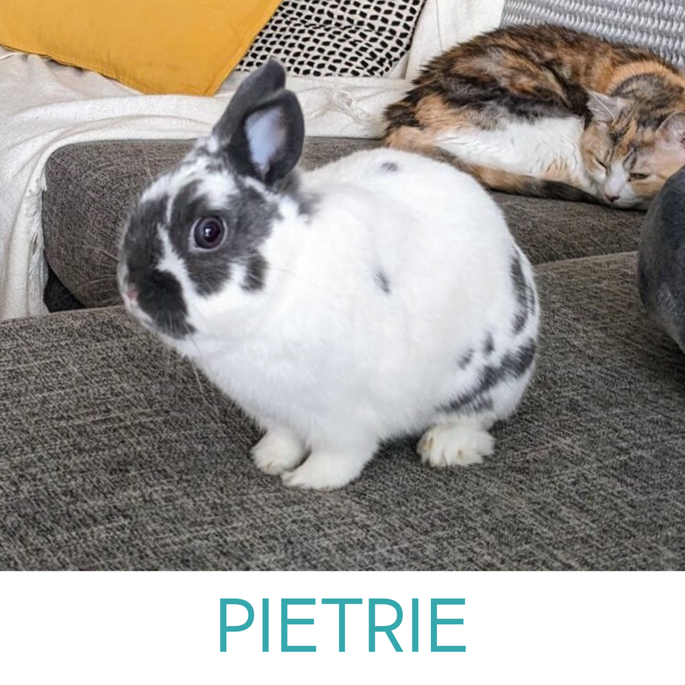 Pumpkin's Acres Rabbit Rescue