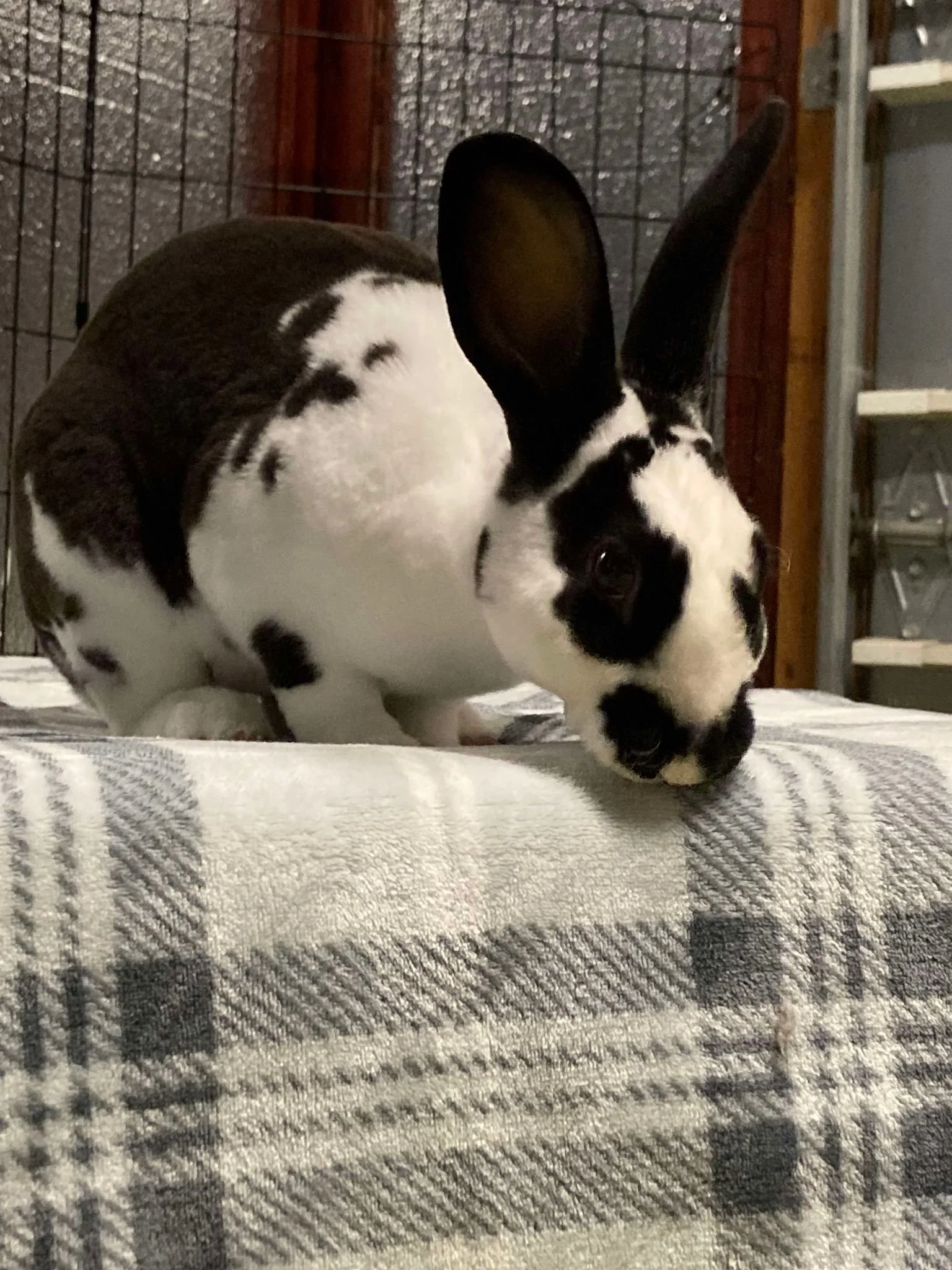 Adoptable Rabbits - Lil Moo — Pumpkin's Acres Rabbit Rescue Inc.