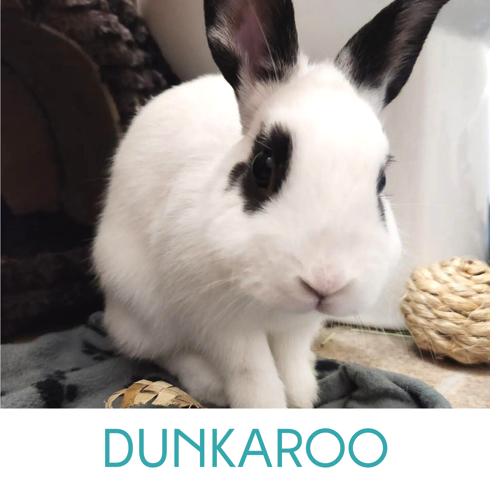 Adoptable Rabbits — Pumpkin's Acres Rabbit Rescue Inc.