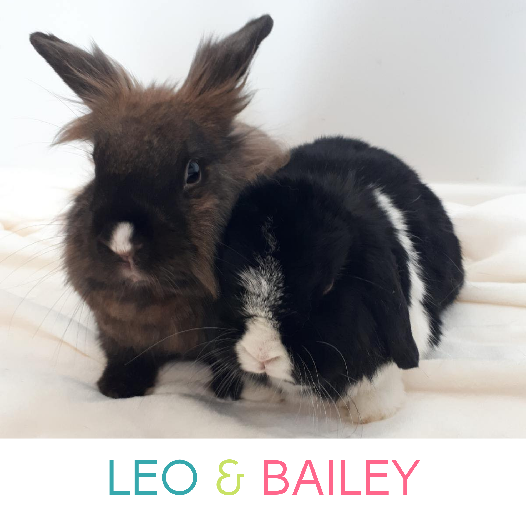 Adoptable Rabbits — Pumpkin's Acres Rabbit Rescue Inc.