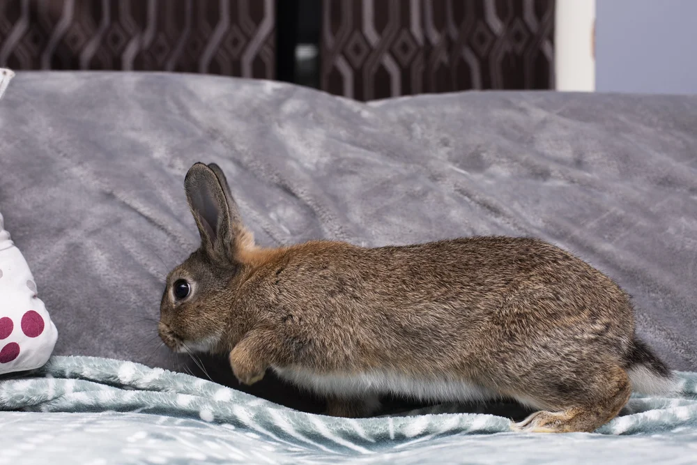 Adoptable Rabbits - Squirrel — Pumpkin's Acres Rabbit Rescue Inc.