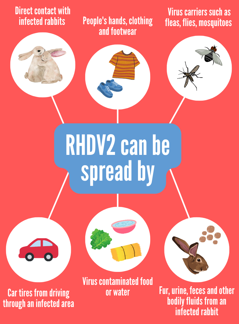 RHDV — Pumpkin's Acres Rabbit Rescue Inc.